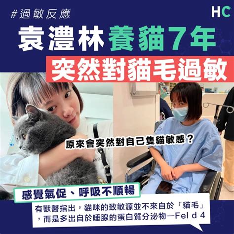 Apexhealth 對貓過敏應該點？ 原來貓毛並不是過敏原 最近「文青女神」袁澧林透露自己因對貓毛過敏需留院治理。她分享自己已養貓7年