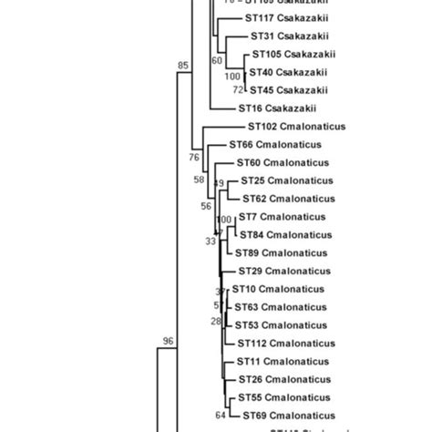 maximum likelihood tree based on the concatenated sequences 3036 bp