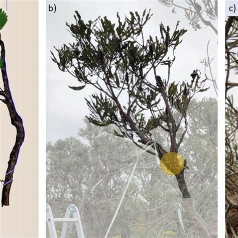 Partitioning Of Rainfall By A Canopy And The Canopy Features That