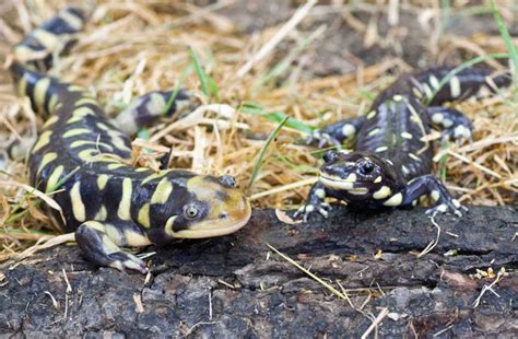 California Tiger Salamander — Institute Of The Environment And