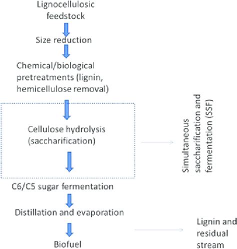 A Scheme Of The Biochemical Conversion Route For Biofuels Production Download Scientific
