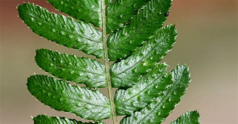 Botany Word Of The Day Asperite A Rough Outgrowth