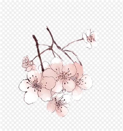 手绘梅花PNG图片素材下载 图片编号10038518 PNG素材网