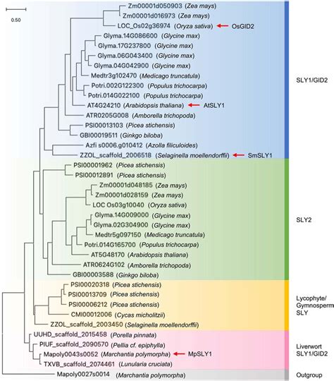 SLY1 Orthologue Phylogenetic Tree Comprehensive Phylogenetic Analysis Download Scientific