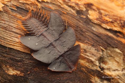 Melvyns Photography Trilobite Larvae