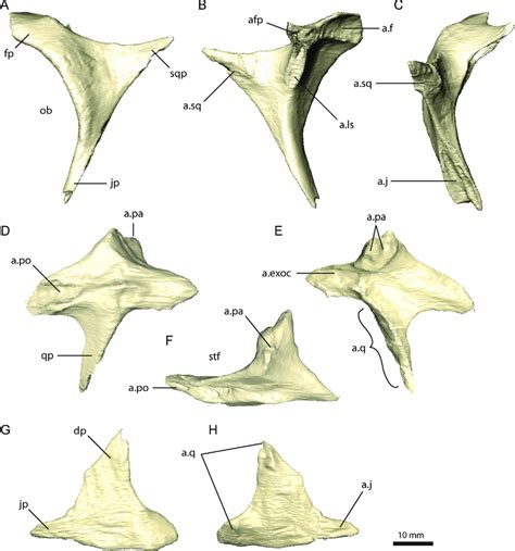 Left Postorbital Squamosal And Quadratojugal Of Erlikosaurus Andrewsi