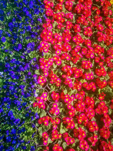 鲜花花朵摄影图 包图企业站