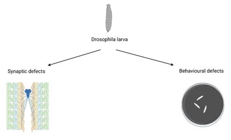 Upregulated Autophagy Possible Answer To Sca3 Motor Neuron Disorder Biopatrika