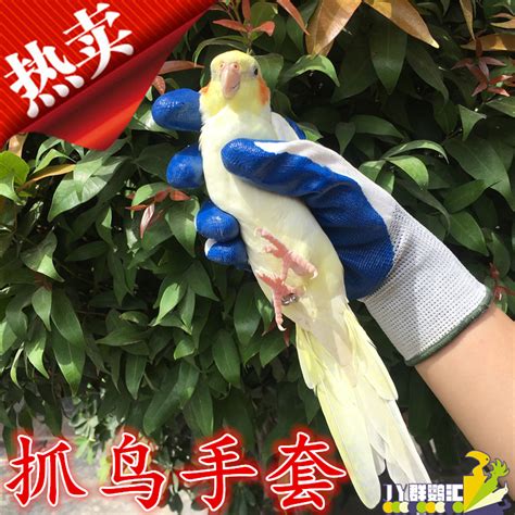 鹦鹉防咬手套宠物抓鸟放飞手套鹦鹉训练鸟手套鸟配件用 虎窝淘