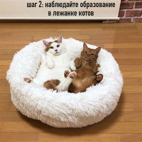 ﻿шаг 2: наблюдайте образование в лежанке котов ﻿сразу две нам повезло ...