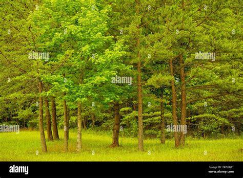 Storm Clouds Filtering The Sunlight Highlighting A Group Of Trees In A