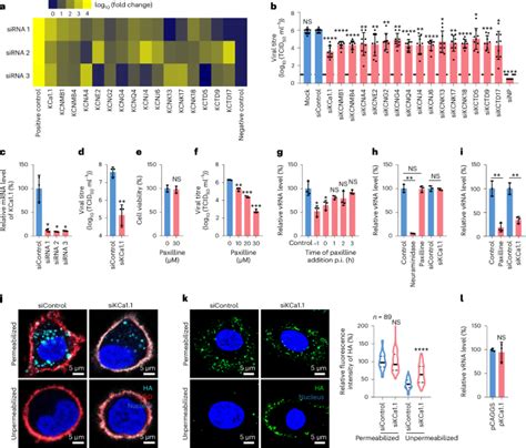 流感病毒利用 Mglur2 作为内吞受体进入细胞nature Microbiology X Mol