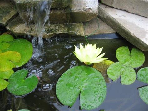 How To Clean Gross Murky Pond Water Fastwithout Adding Chemicals