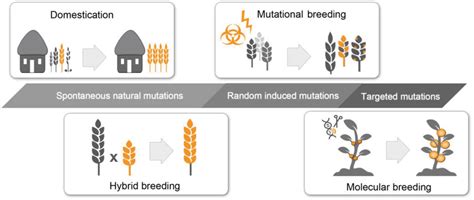 Mutations In Genes And Regulatory Dna Sequences Result In Altered Plant Download Scientific