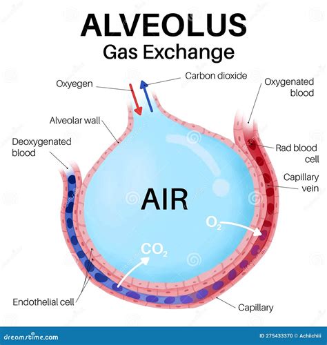 List 27 Images Diagram Of Gas Exchange In The Lungs Completed