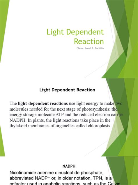 Light Dependent Reaction Pdf Photosynthesis Electron Transport Chain
