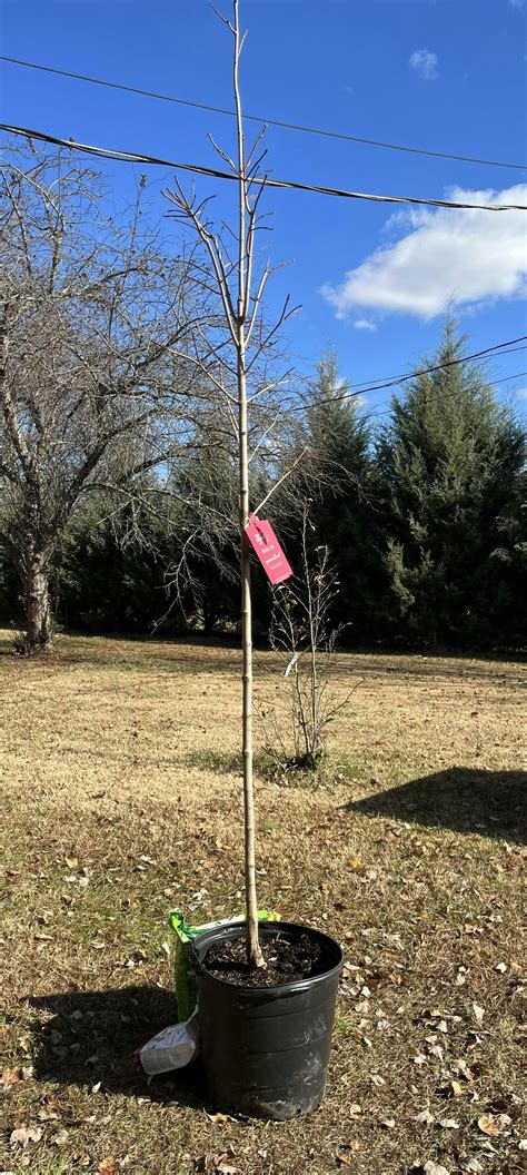 Fall Fiesta Sugar Maple Bower And Branch