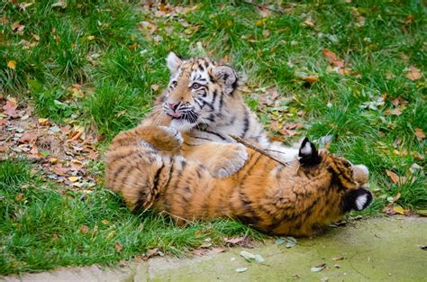 Kostenlose foto Natur Weiß Tier Tierwelt Zoo Pelz Orange Grün