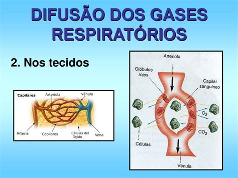 PPT SISTEMA RESPIRATÓRIO PowerPoint Presentation free download ID