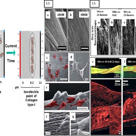 Magnetic Alignment Method A Schematic Of Magnetic Alignment Process Download Scientific
