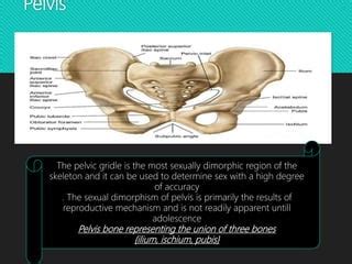 Determination Of Sex From Skeletal Remains PPTX