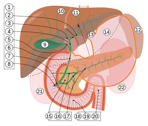 Pancreas Divisum Cause Sintomi Pericoli E Cura