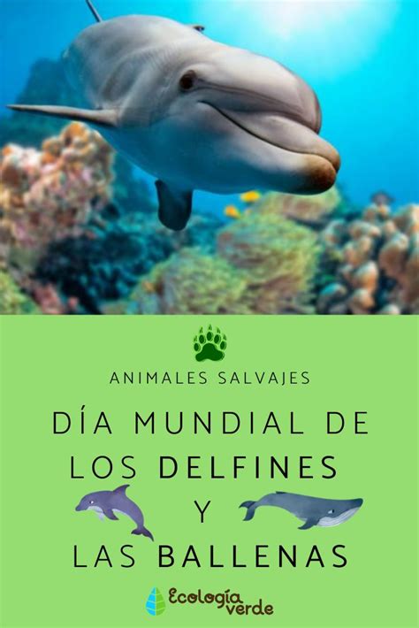 CARACTERÍSTICAS de los DELFINES Hábitat alimentación inteligencia y más Delfines Ballenas