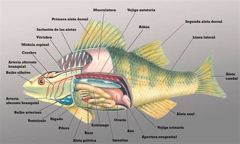 Partes más importantes de un pez Anatomía completa