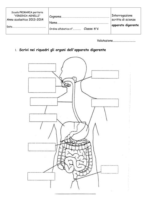 Lapparato Digerente Schede Didattiche Per La Scuola Primaria Schede Images