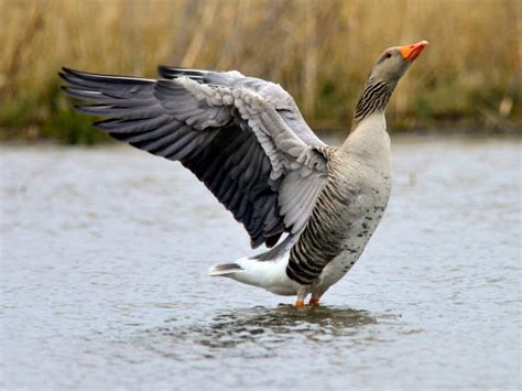 10000 Angsa Greylag Foto Stok Potret And Gambar Bebas Royalti Istock