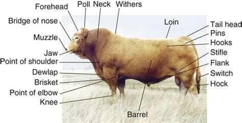 Bovine Husbandry Veterian Key