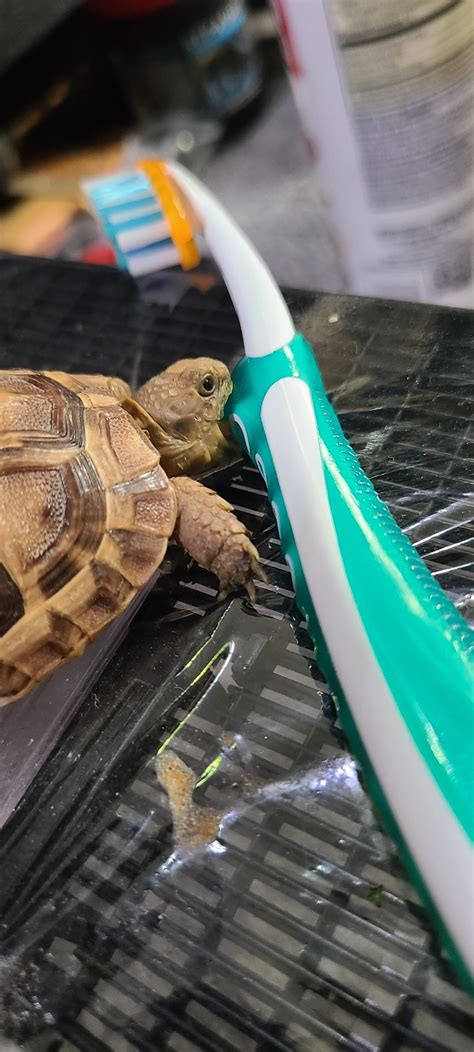 How Does My Russian Tortoises Shell Look R Tortoise