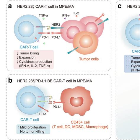 Pdf A Pd L1 Targeting Chimeric Switch Receptor Enhances Efficacy Of
