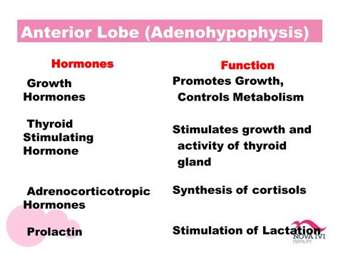Endocrine System Pptx