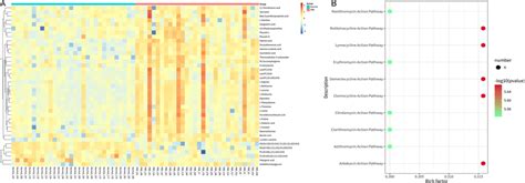 Potential Metabolic Pathways In Patients With Pancreaticobiliary Reflux