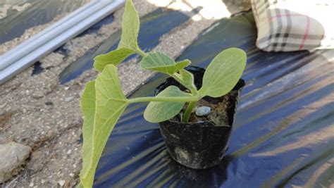 미니 단호박 보우짱 키우기 단호박 재배 방법 심는시기 씨앗 파종 모종 심기 수확 시기 네이버 블로그