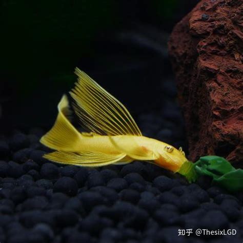 异形观赏鱼，清道夫近亲，却与清道夫有着截然不同的地位 知乎