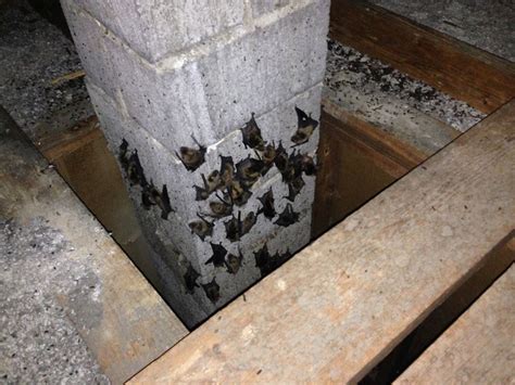 How Do Bats Get In The Attic Expert Insights And Bat Removal Tips