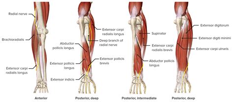 Antebrazo Anatomía Concise Medical Knowledge
