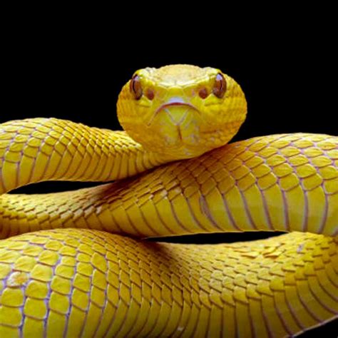 Que significa soñar con serpientes amarillas Interpretacion de Sueños