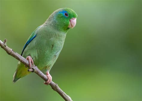Best Pet Birds For Beginners The Ultimate Bird Owners Guide