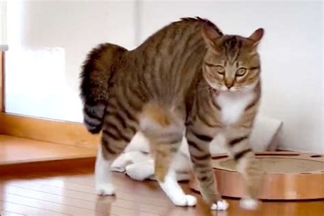 やんのかステップで襲ってきたねこ 迫力満点の足取りに爆笑 「野生児っぽい」 Hint Pot 2