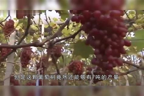 世界上一棵“最古老”的葡萄树：它已176岁了，依然老当益壮！世界