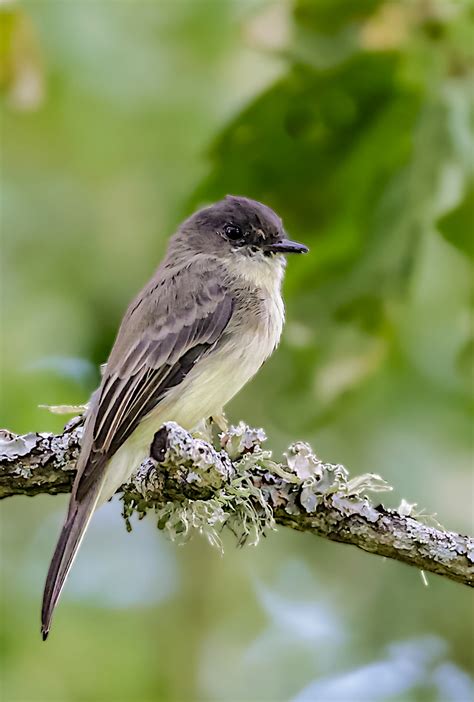 Eastern Phoebe Birdforum