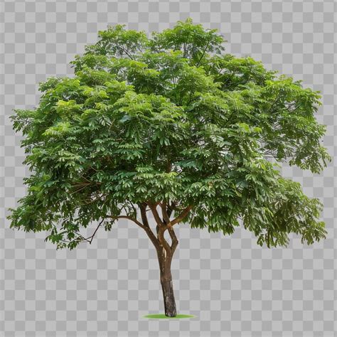 Premium Psd Neem Tree With Broad Dense Canopy Tall Tree And With Dark