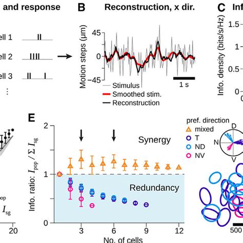 Linear Population Decoding Of Random Motion Steps Is Synergistic For