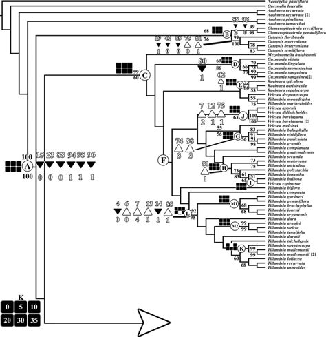 tree resulting from maximum parsimony searches using iw k 33 with