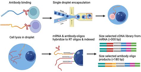 Cite Seq Biorender Science Templates