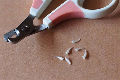 รูปภาพcheliped เลือกดูภาพถ่ายสต็อก เวกเตอร์ และวิดีโอ503084 Adobe