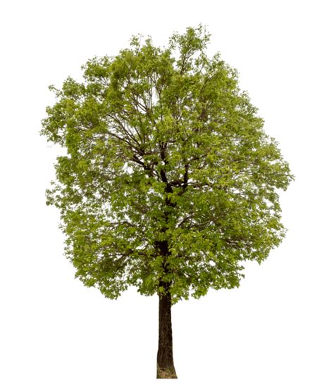 Tree Texture Pngs For Free Download